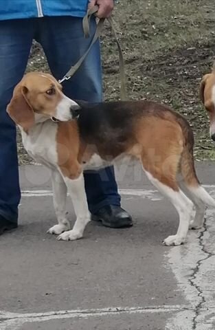 Эстонская гончая вязка