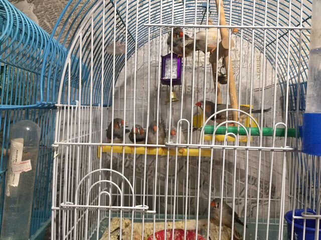 Зебровые и японские амадины, попугаи