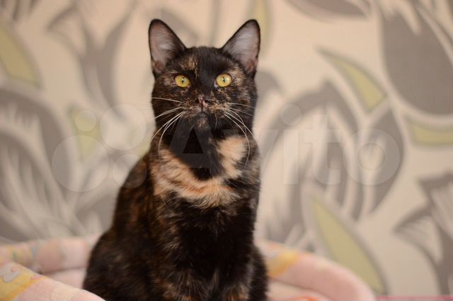 Кошечка Бусинка 6 мес