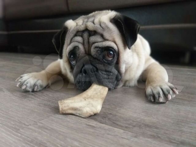 Мопс для вязки бесплатно