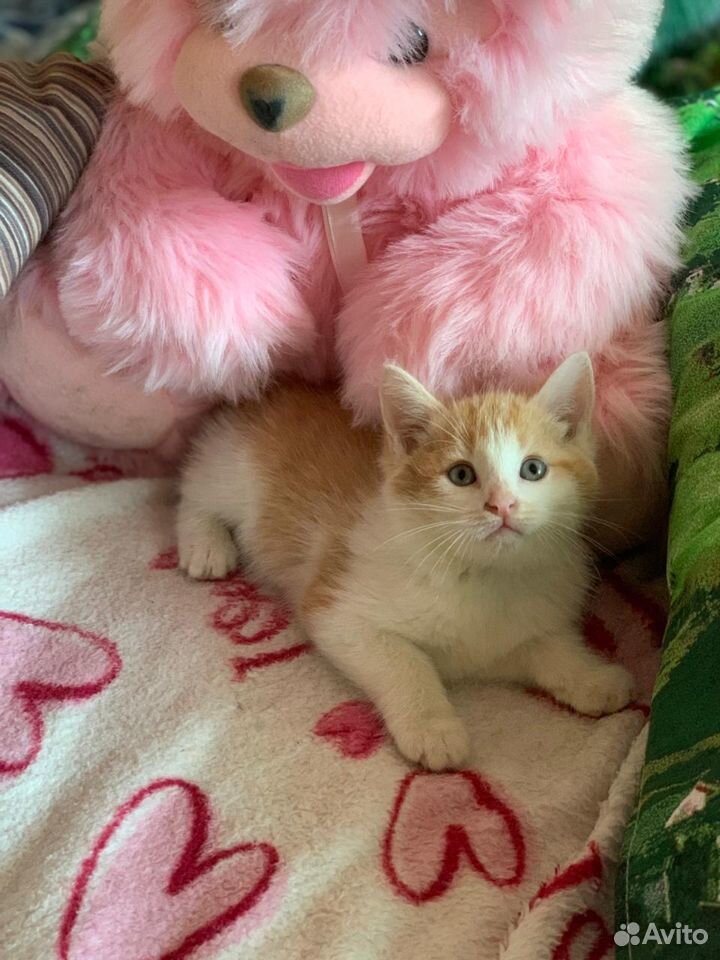 Замечательный котёнок мальчик в добрые руки