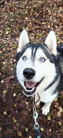 Команда помощи отдает хаски бесплатно