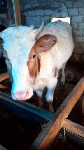 Корова, телята 1- телочка, 1 бычок