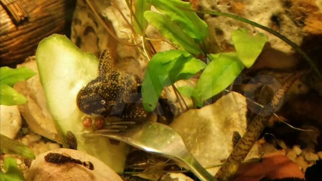 Рыба анцитрус сом