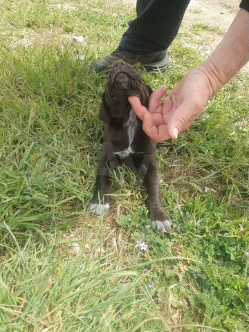 Продам щенков породы Курцхаар