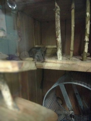 Мышата от серой домовой мыши