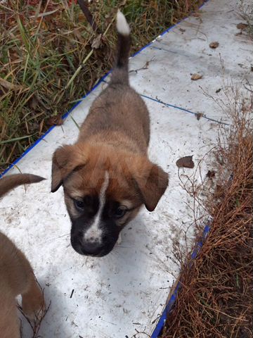 Продаю щенков (смесь Руской Борзой с немцем)