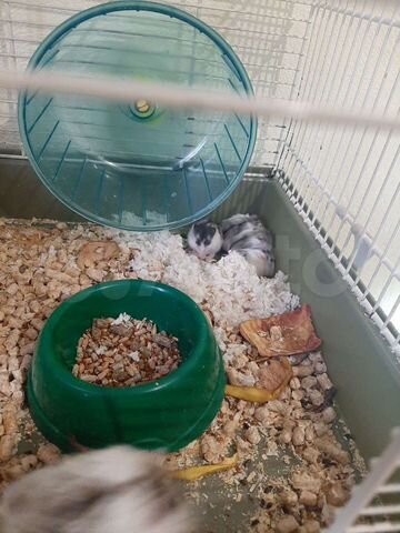 Продам джунгариков