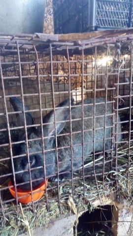 Кролы и крольчихи фландер