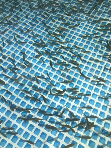 Малек форели