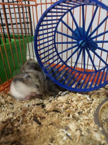 Джунгарский хомяк