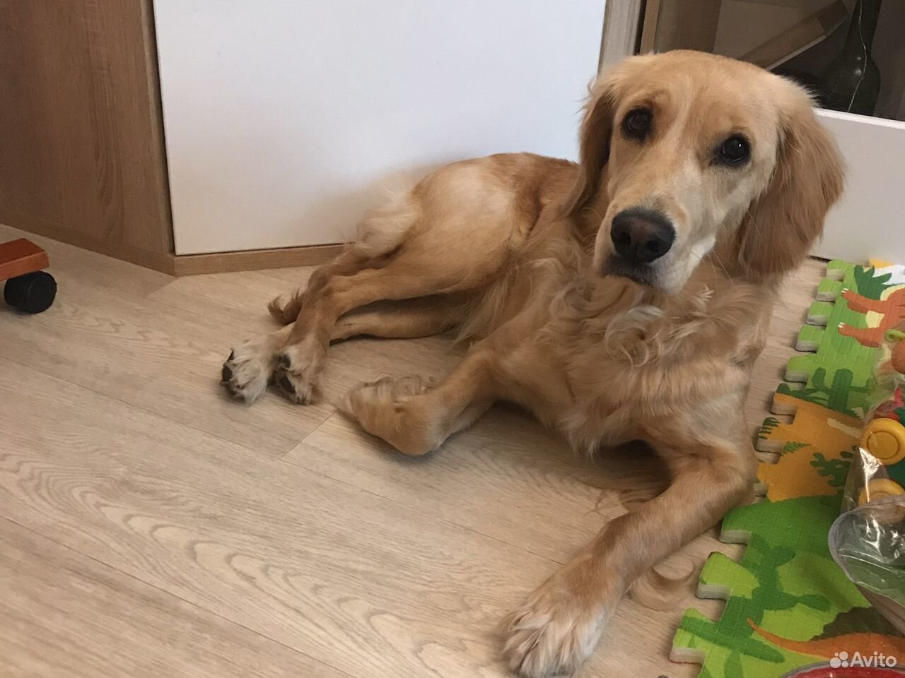 Отдам Собаку Мини Ретривер