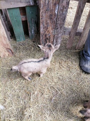 Козлята Камерунской и Чешской породы