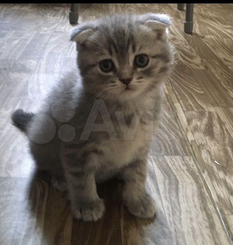 Шотландская