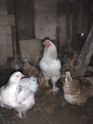 Петухи Брама