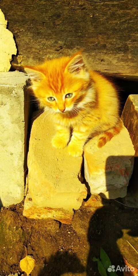 Домашнее солнышко для доброй семьи