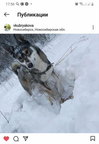 Щенки западно-сибирской лайки