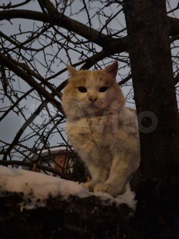 Поиск дома коту