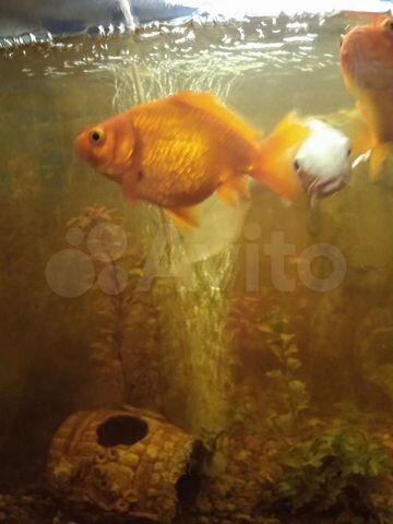 Аквариумные рыбки