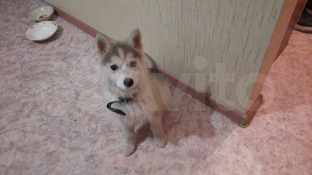 Щенки хаски