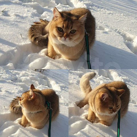 Ждем невест