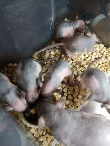 Крысы Сфинкс