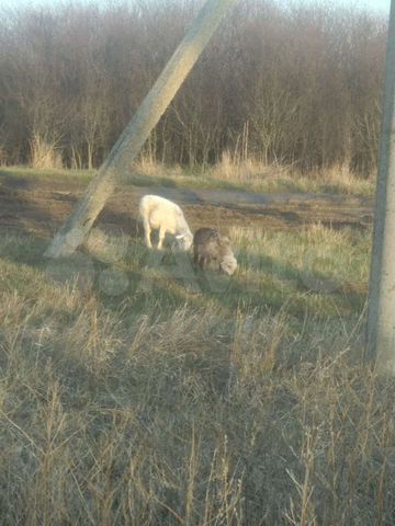 Барашки и козы