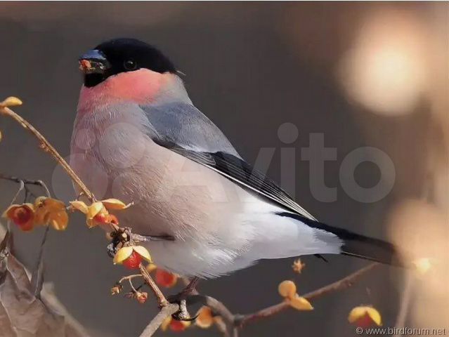 Уссурийский Снегирь