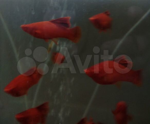 Меченосцы рубиновые "Брокколи"