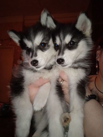 Сибирский хаски щенки