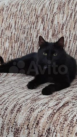 Стерилизованная кошечка ищет дом