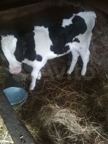 Продам бычка месячного