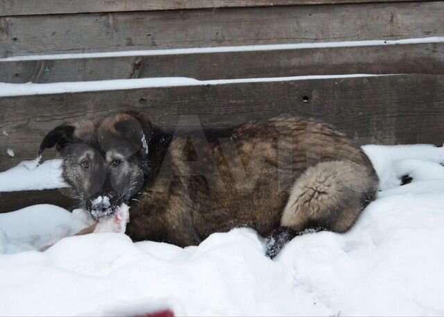 Отдам помесных щенков