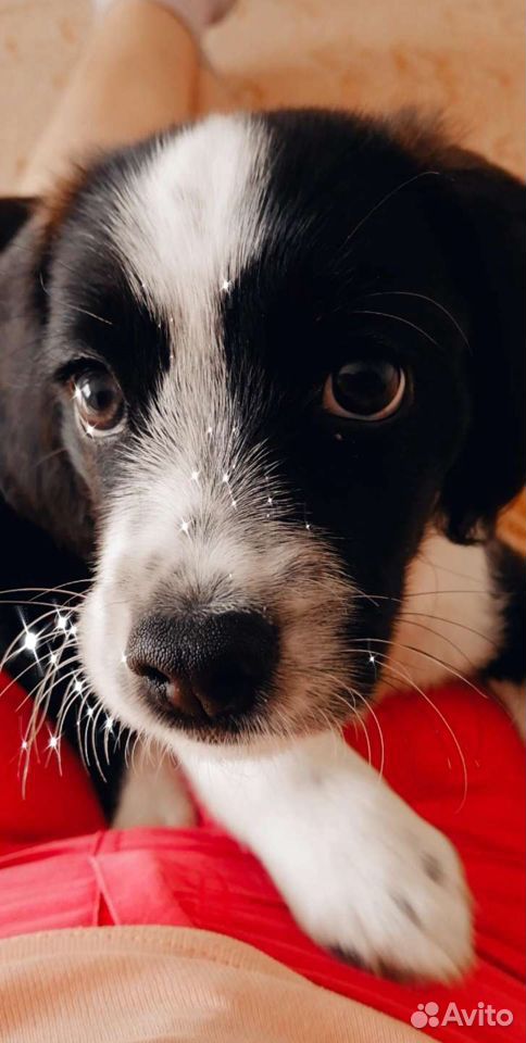 Собака кокер-спаниель американец