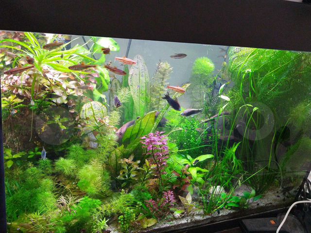 Растения для аквариума, прополка