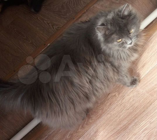 Пушистик дымчатый