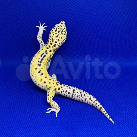 Эублефар Tangerine reverse stripe stealth