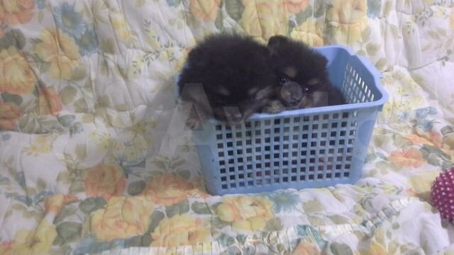 Черно-подпалые мишутки