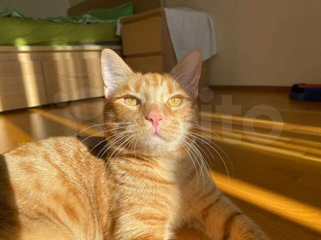 Кот 10 месяцев. Здоровый, привитый, кастрированный