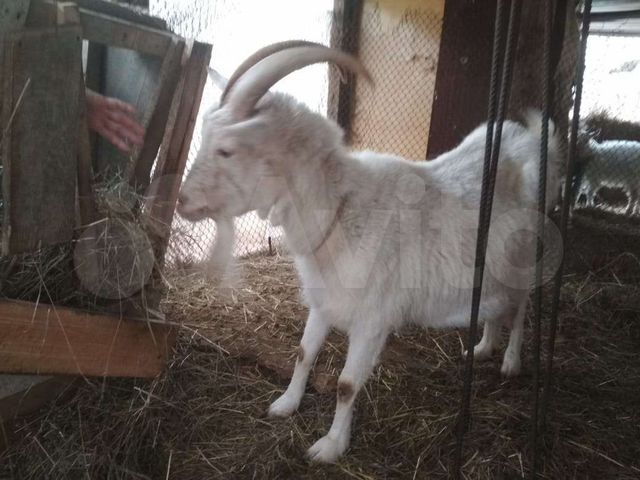 Козы двойные