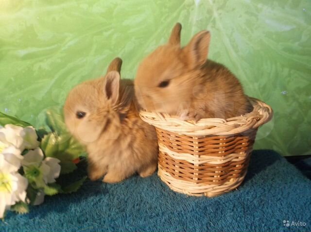 Карликовые крольчата малышки