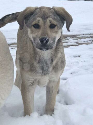 Щенок Кира ищет семью