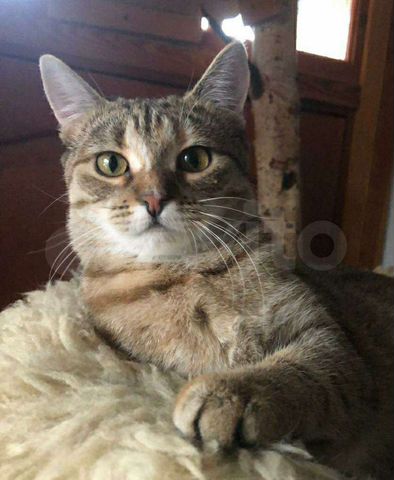 Котёнок девочка 9 месяцев