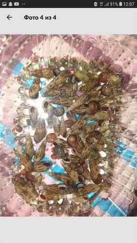 Улитки аквариумные отдам
