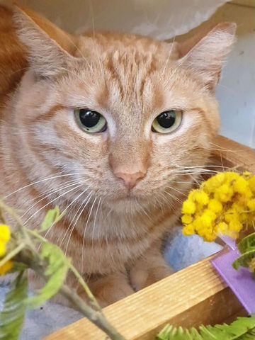 Рыжая красавица с грустными глазами