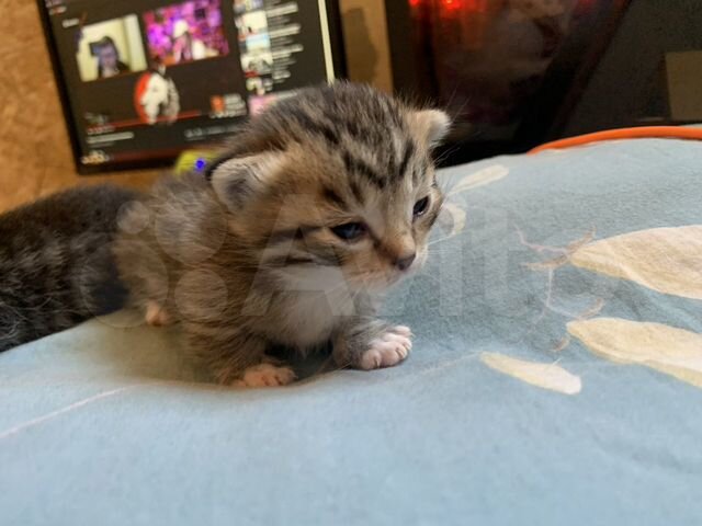 Коротколапый котенок