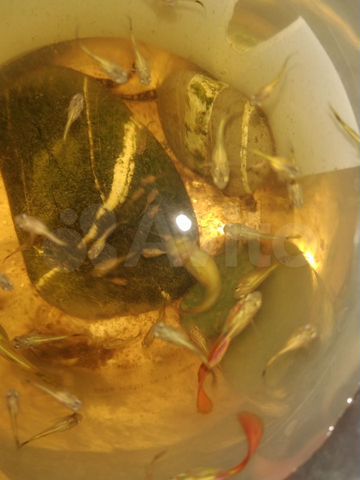 Аквариумные рыбы бесплатно