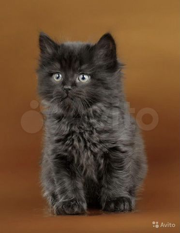 Продаю котят