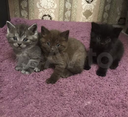 Котята в добрые руки