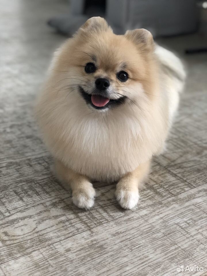 Шпиц на вязку